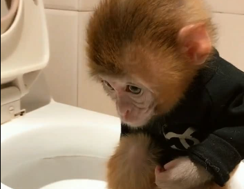 You are absolutely the smartest pocket monkey in the world – ewsell