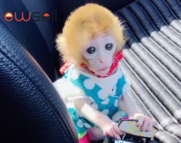 Pocket monkey Huahua was young, she is the cutest monkey in the world ...